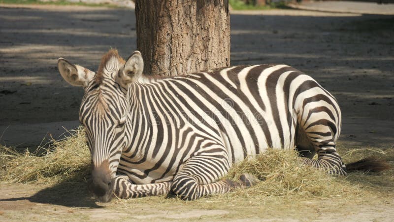 A Zebra Eats Hay in the Zoo in Slow Motion Stock Video - Video of ...