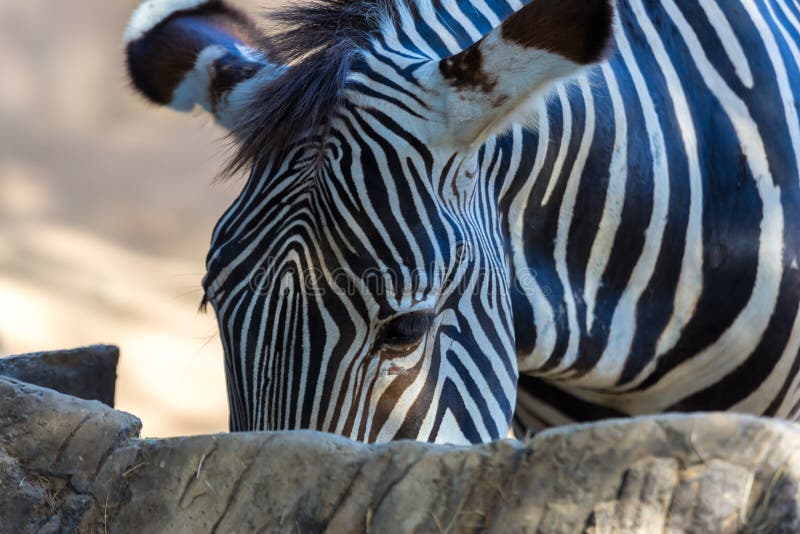 Zebra stock image. Image of ears, eyes, stripes, zebra - 47449337