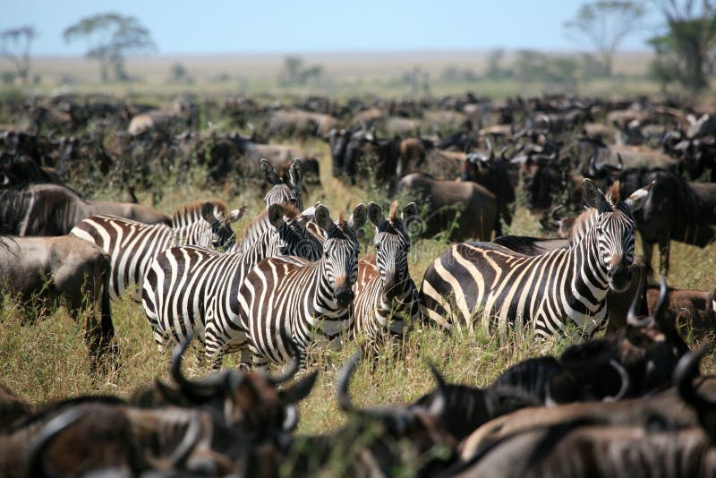 Zebra in Een Kudde Van Het Meest Wildebeest Stock Afbeelding - Image of ...