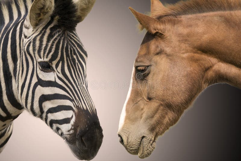 Zebra en paard stock afbeelding. Image of dieren, binnenlands - 48503009