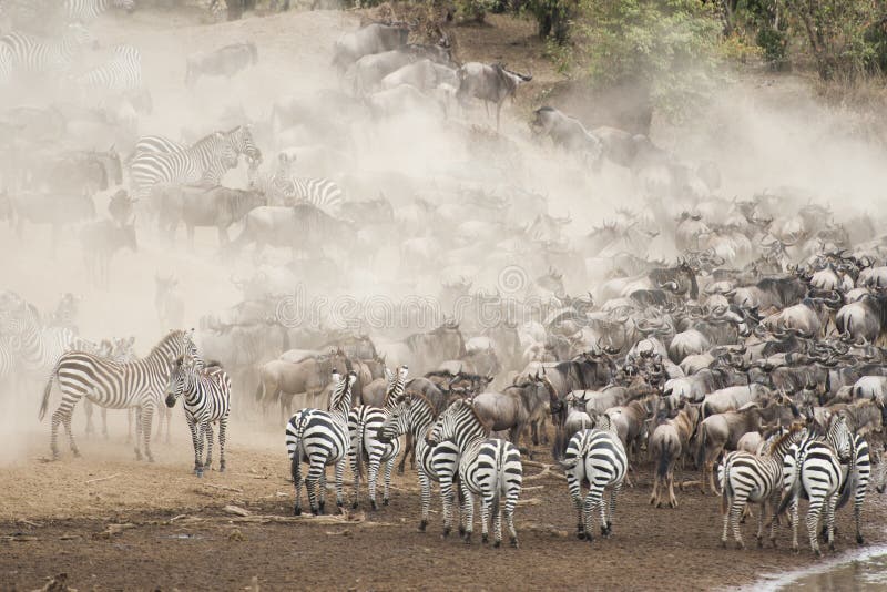 Zebra's En Gnoes Tijdens De Grote Trek Stock Afbeelding - Image of ...