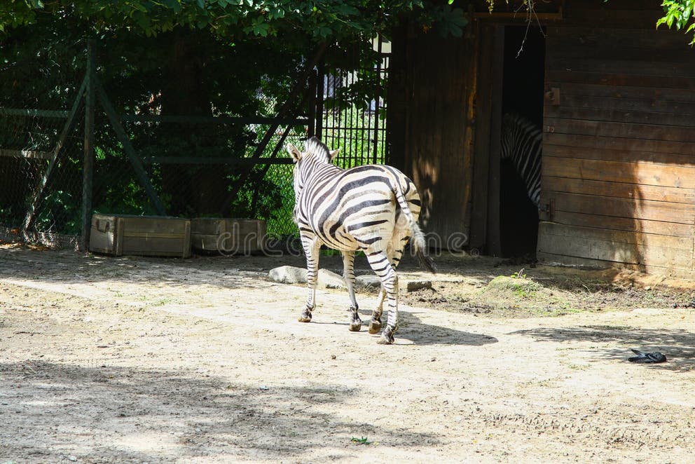 Zebra in the Enclosure at the Zoo Stock Photo - Image of visiting, wild ...