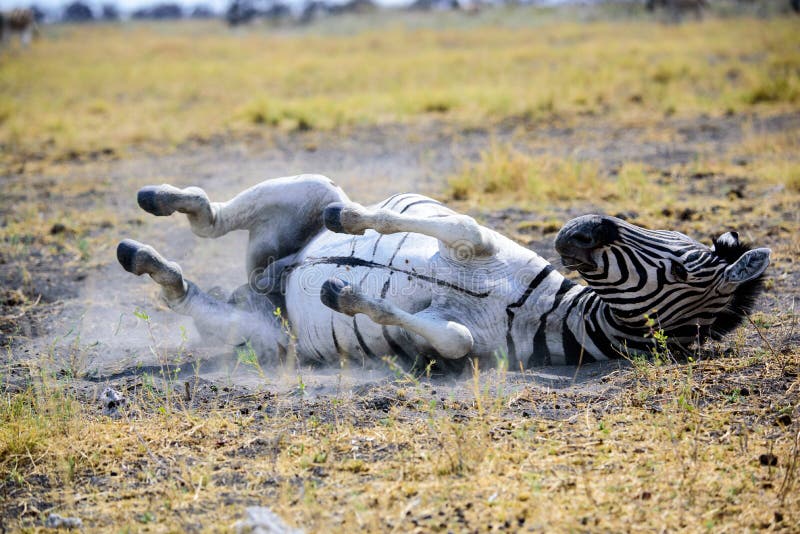 Zebra Dust Bath stock photo. Image of african, africa - 107504280