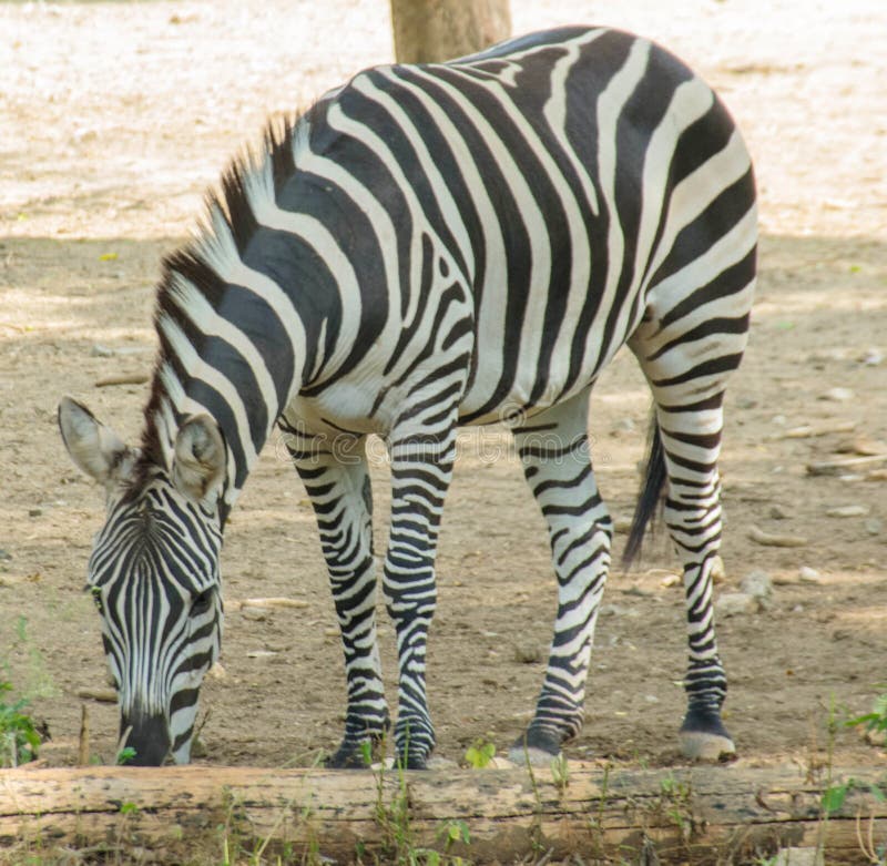 Zebra (Equidae) stock photo. Image of view, full, india - 78358588