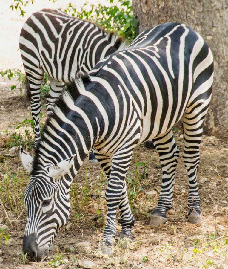 Zebra (Equidae) stock photo. Image of view, mammals, zebra - 78358594