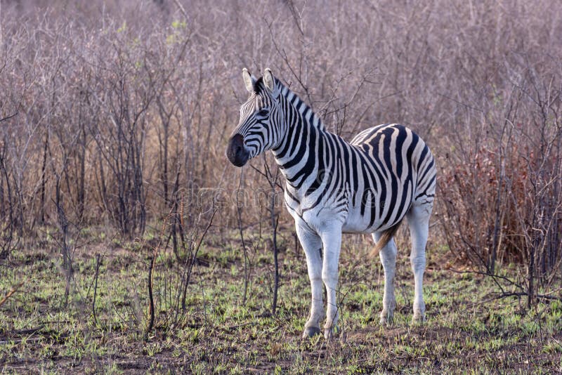 Zebra Equus quagga stock image. Image of animals, travel - 142448405