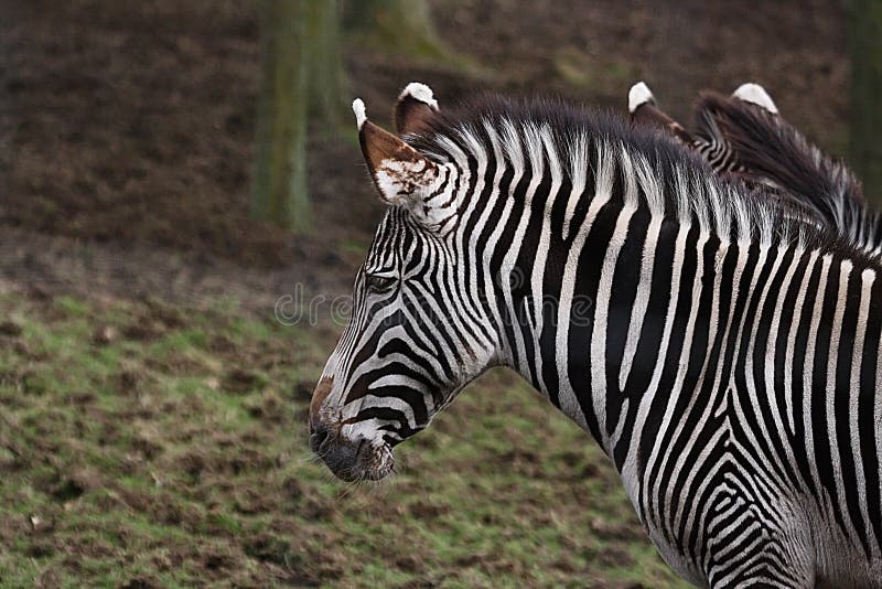 Zebra Equus sp stock image. Image of equus, animal, africa - 178210839