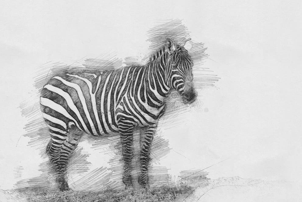 Zebra Esboço com lápis ilustração stock. Ilustração de fauna - 96633941