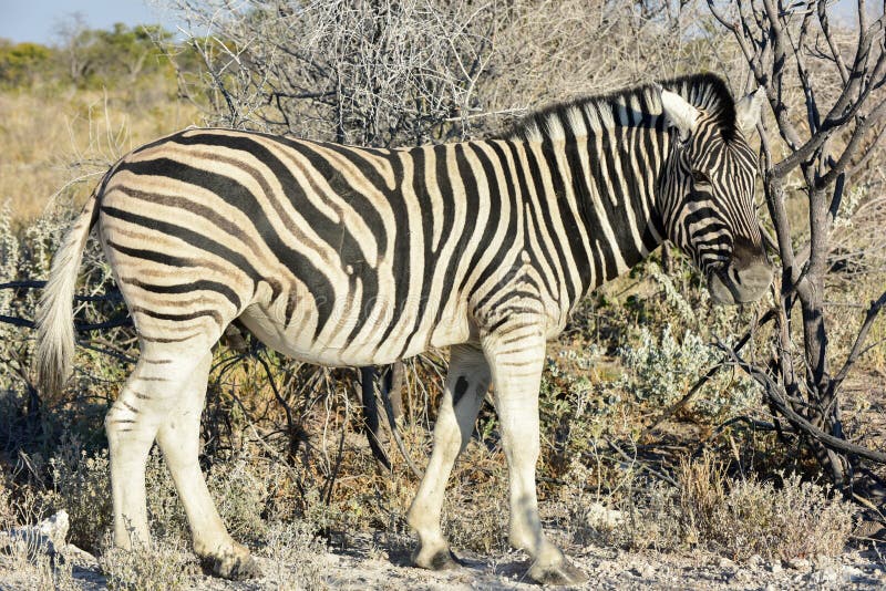 Zebra - Etosha, Namibia stock image. Image of national - 60362355