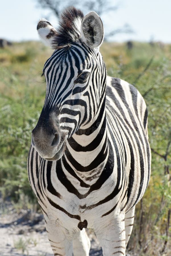 Zebra - Etosha, Namibia stock photo. Image of cute, desert - 60559832