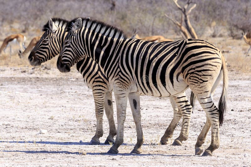 Zebra in Etosha Parc Namibia Stock Photo - Image of safari, south: 98207348