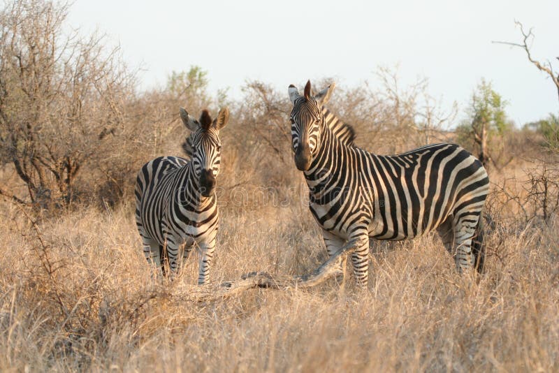 Zebra in evening light stock photo. Image of light, zebra - 11366174