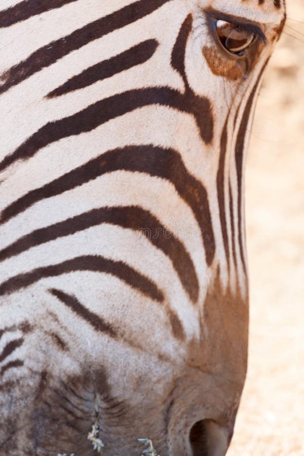 Zebra eye close up shot stock photo. Image of outdoors - 84251806