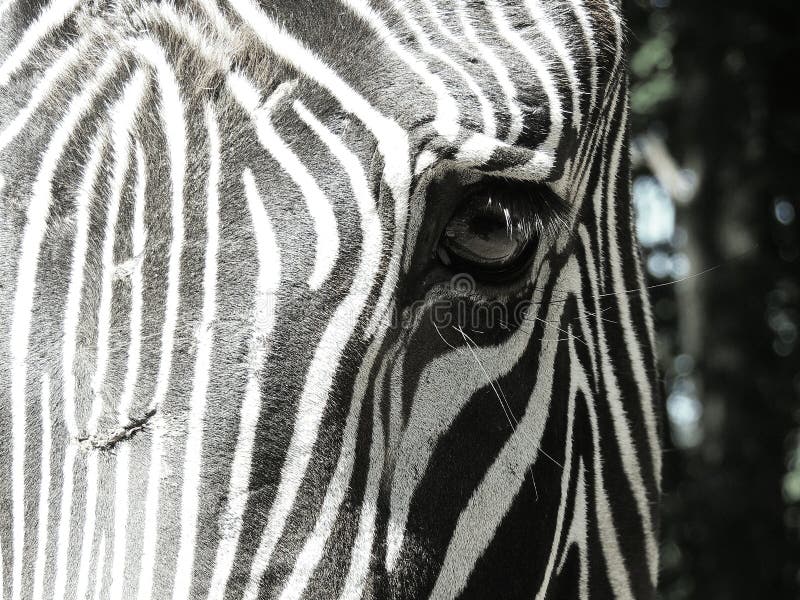 Zebra eye closeup stock image. Image of wildlife, african - 101450179