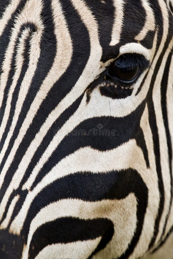 Zebra eye stock photo. Image of game, park, neck, mammal - 31416436