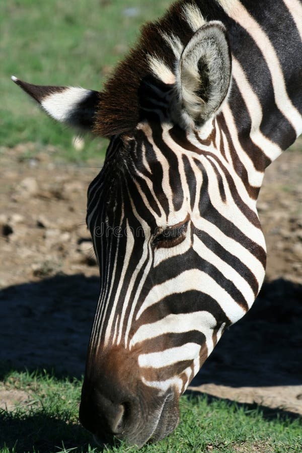 Zebra face stock image. Image of male, animal, female - 1431799