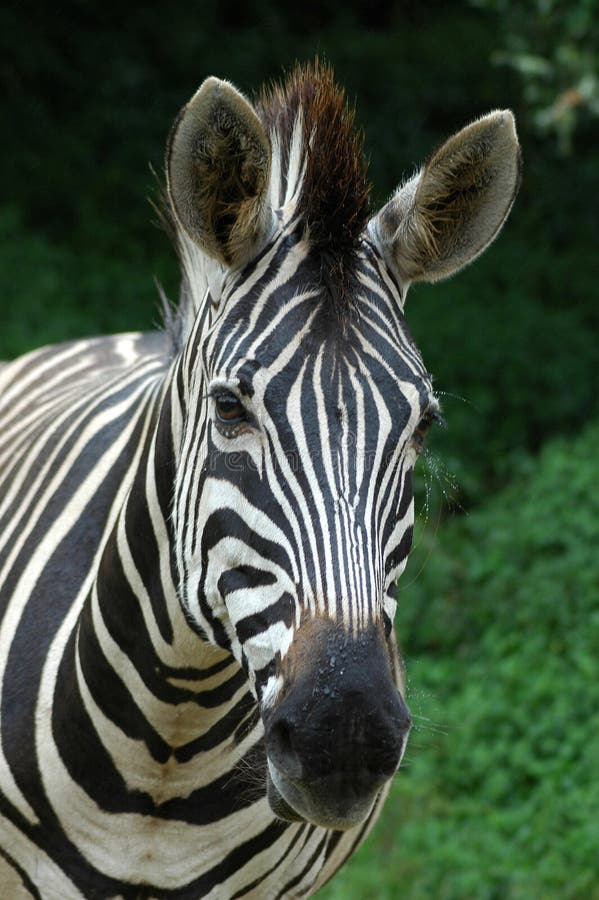 Zebra face stock image. Image of background, botswana - 1607367