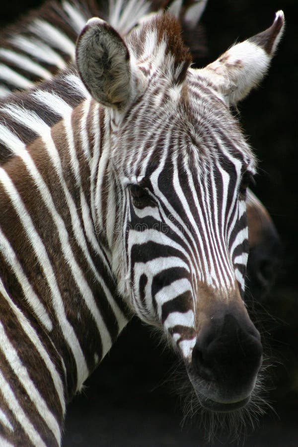 6,651 Zebra Face Stock Photos - Free & Royalty-Free Stock Photos from ...