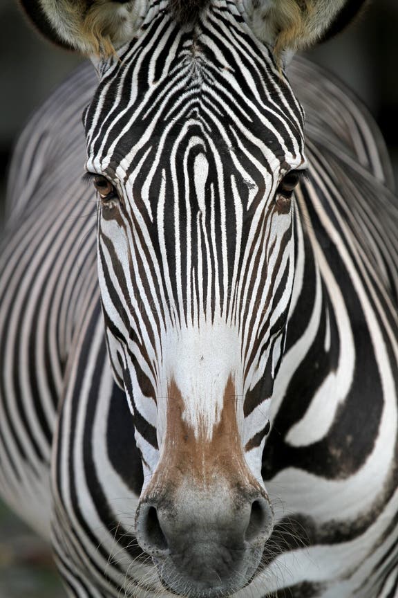Zebra face stock image. Image of animal, pattern, symmetry - 22037839