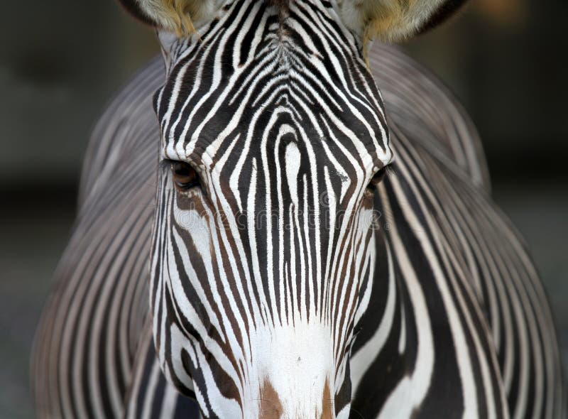 Zebra face stock image. Image of african, safari, pattern - 27747873