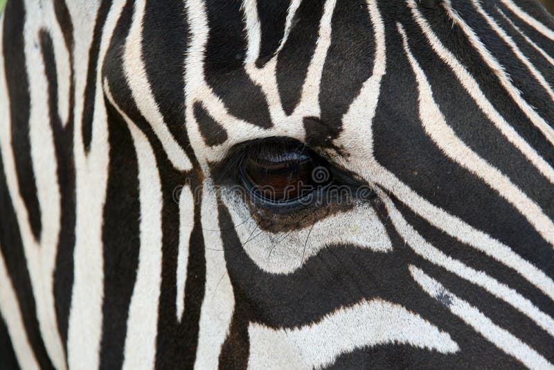 Zebra Face stock image. Image of face, africa, black, print - 3357801