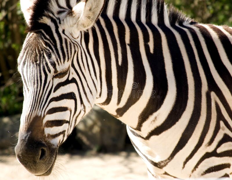 Zebra face stock photo. Image of star, skin, green, stripe - 9141502