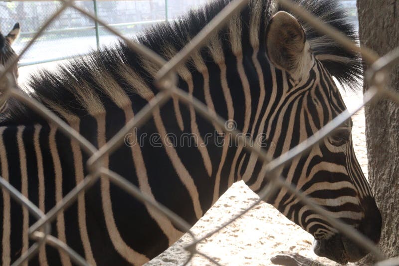 Zebra Face with Black and White Colored Texture Stock Photo - Image of ...