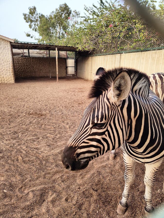 Zebra face in the cage stock photo. Image of adventure - 248866592