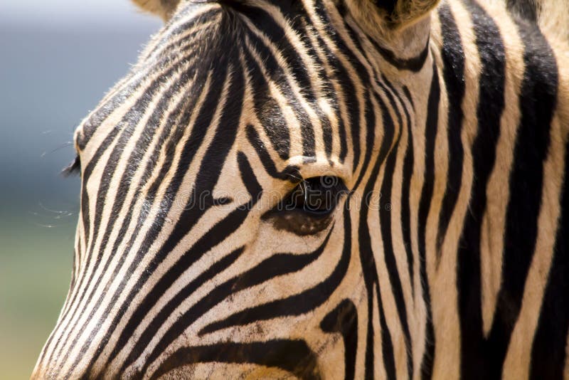 Zebra face close up stock photo. Image of bushes, feeding - 64659754