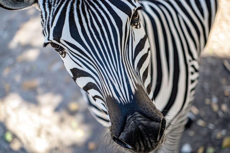 Zebra Face stock photo. Image of unique, animal, white - 366910894