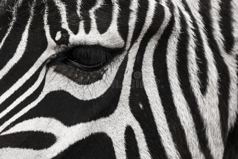 A Zebra Face with Eye Up Close. Makes a Nice Background. Stock Image ...