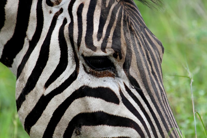 Zebra face stock image. Image of frontal, african, wildlife - 53334755