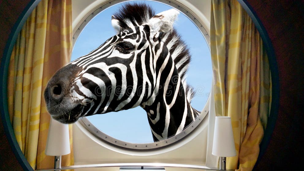 Zebra Face in the Round Ship Porthole Stock Image - Image of country ...
