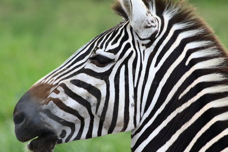 Zebra Facial Shot Close Up with Its Own Unique Pattern of Stripes Stock ...
