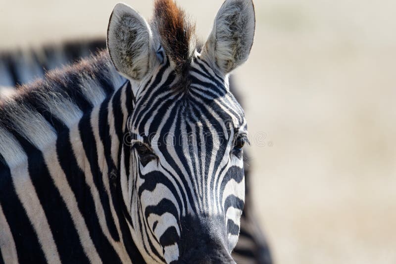 A Zebra is Facing the Camera with Its Ears Pricked Forward Stock Photo ...