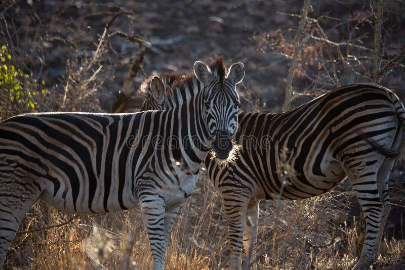 235 Zebra Facing Stock Photos - Free & Royalty-Free Stock Photos from ...