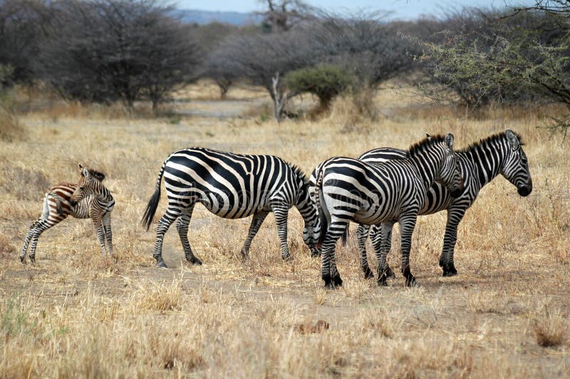 Zebra Family stock photo. Image of africa, foal, single - 2231044