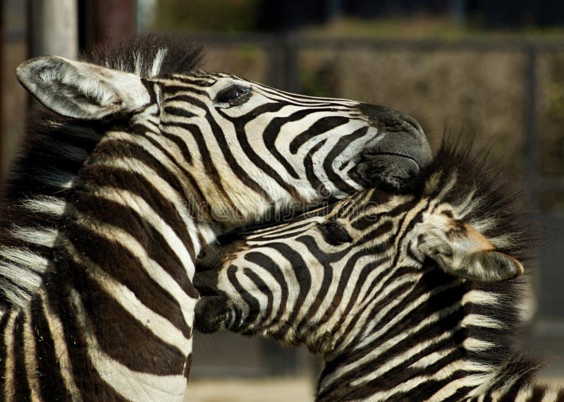 Zebra family stock photo. Image of offspring, nature - 24358780