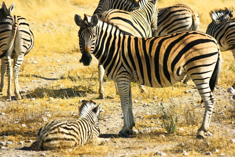 Zebra family stock image. Image of equus, conservation - 28353323