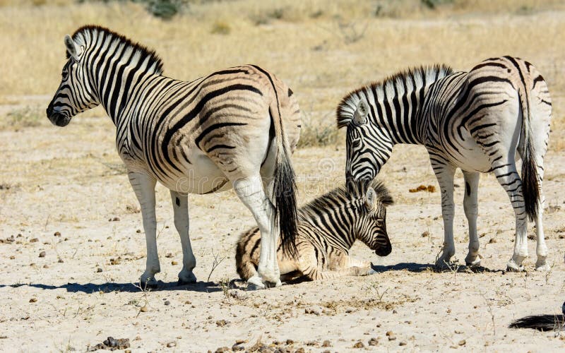 Zebra family with colt stock image. Image of colt, nature - 69845193