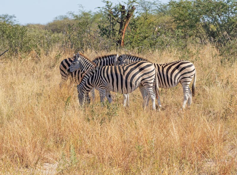 A Zebra Family in the Grasslands Stock Photo - Image of savanna ...