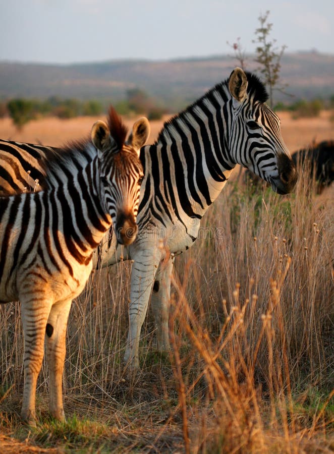 Zebra Family stock photo. Image of africa, foal, single - 2231044