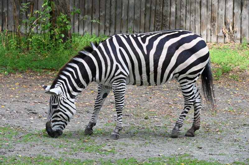 Zebra on the farm stock photo. Image of zebra, zebras - 256152100