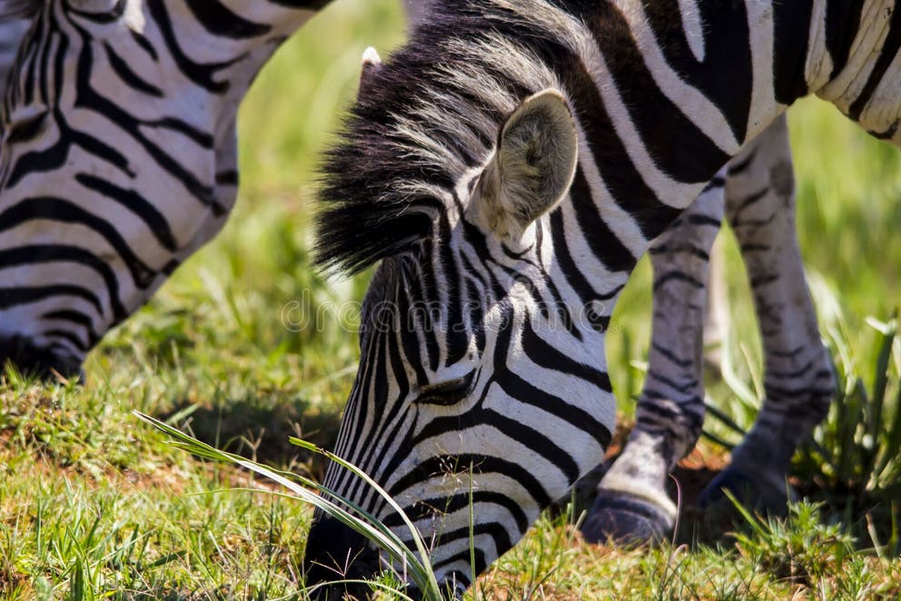 Zebra Feeding stock photo. Image of head, cropped, horn - 63037000