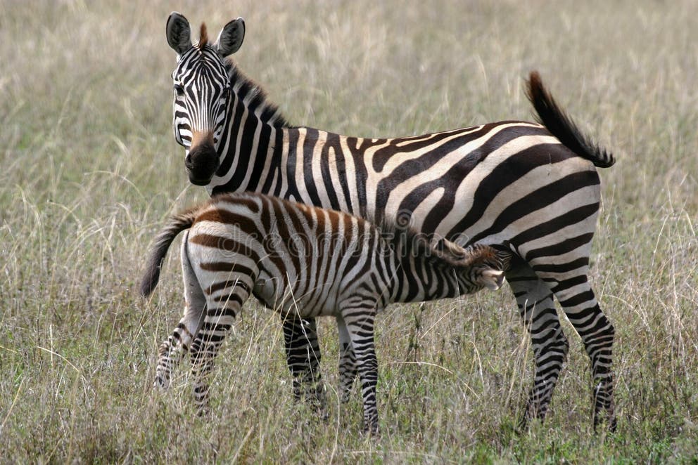 Zebra Feeding Time stock photo. Image of plains, wildlife - 4010