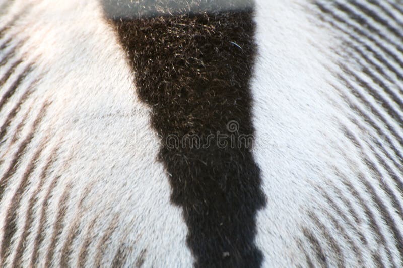 Zebra-Fell stockfoto. Bild von muster, gefangenschaft - 24230158