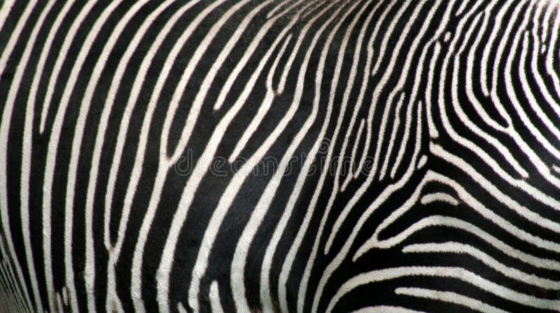 Zebra-Fell stockbild. Bild von fell, streifen, auszug - 6023167