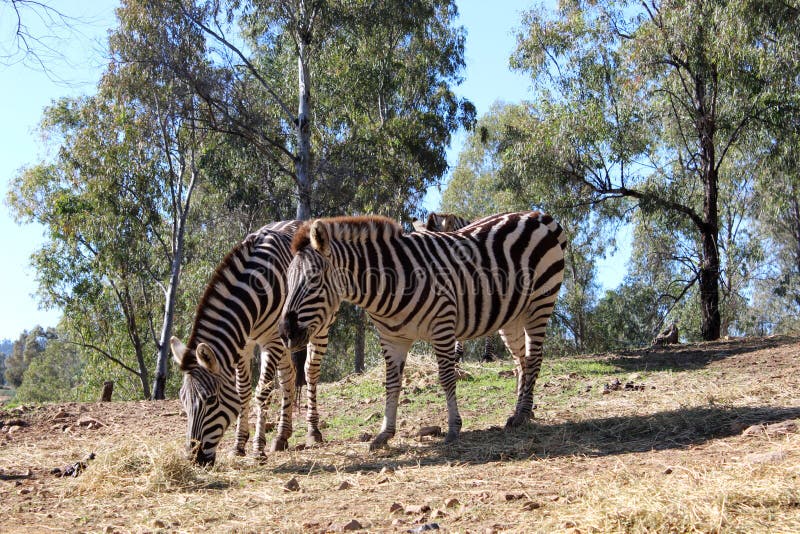 Zebra in field stock photo. Image of zebra, kenya, yellow - 147879398