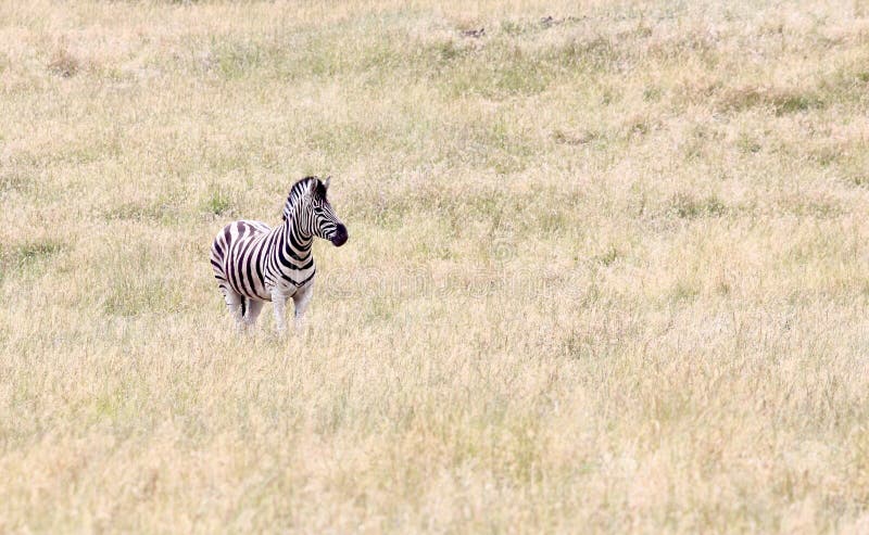 Zebra in field stock photo. Image of white, herbivore - 15210722