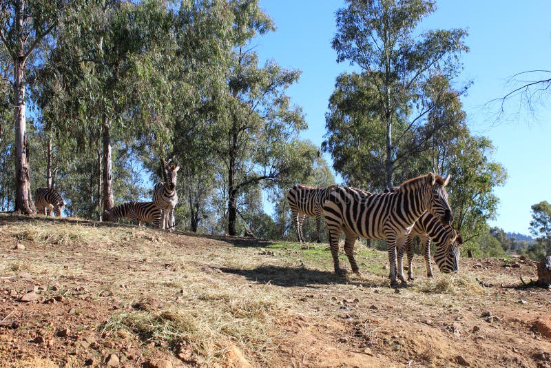 Zebra in field stock photo. Image of animals, nature - 70586674